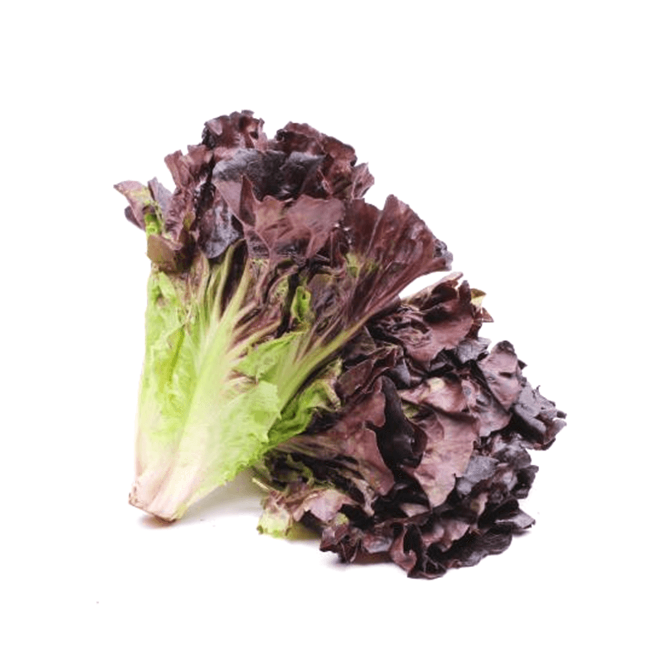 Lechuga Roja Cosechas De Mi Tierra Por Media Libra